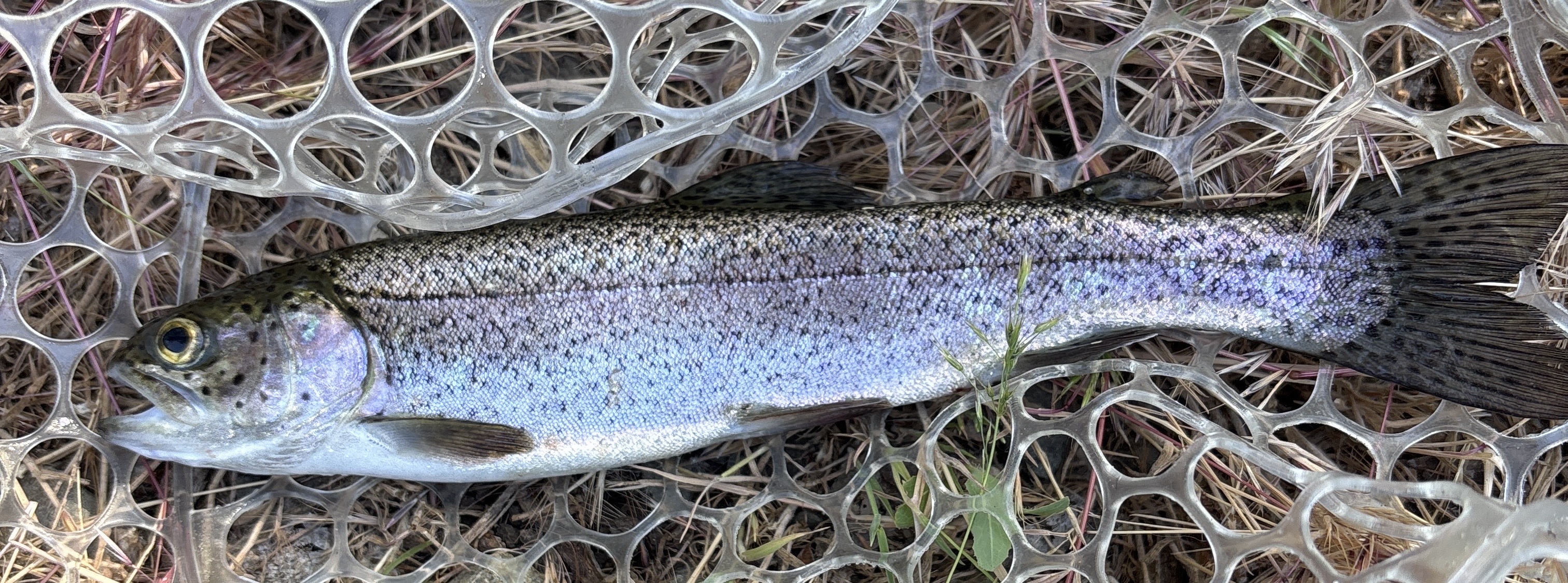 Species #20: Rainbow Trout | OneHundredFish